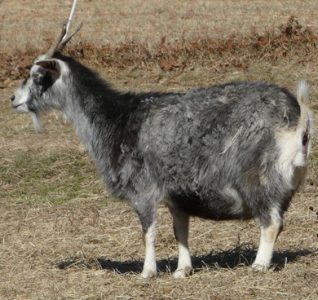 Myotonic Goats - Breed Profile - Goat Journal